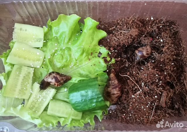 Улитки Ахатины