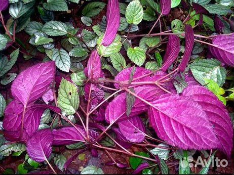 Растения для аквариума