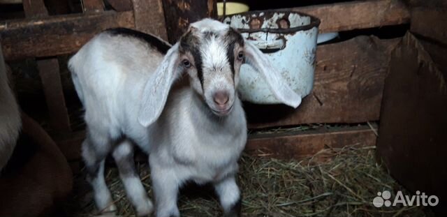 Молочная коза,75 Альпо-нубийские козочки, козлики