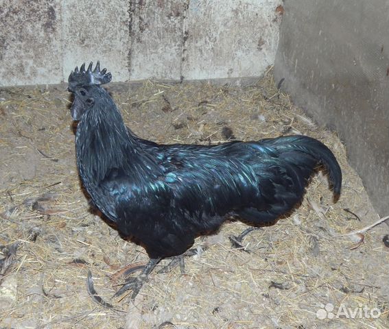 Аям Цемани семья 1+5