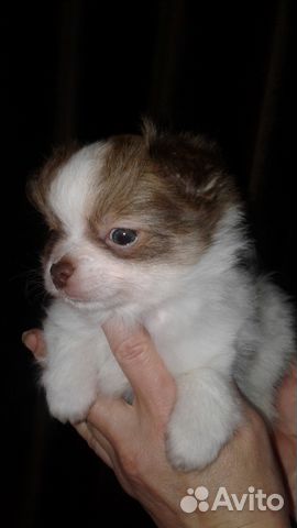 Чихуа мальчик Барин