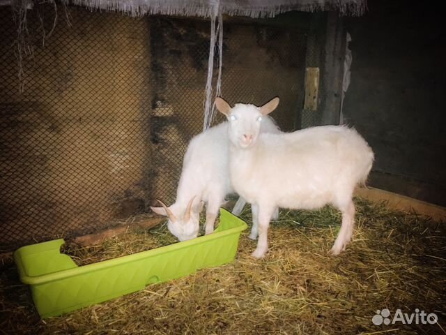 Козочки Русско-Зааненские