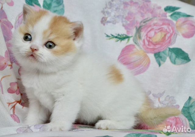 Британские котята, красные тиккированные