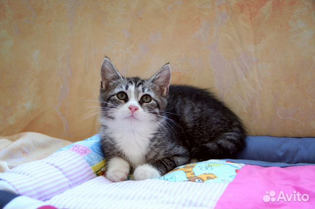 Маленькая прелестница, 2,5 мес