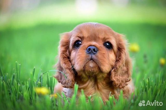 Красивый кавалерчик