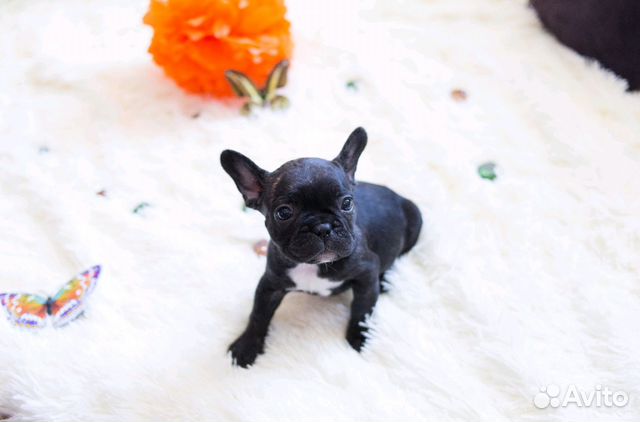 Малыши французики ищут заботливых родителей