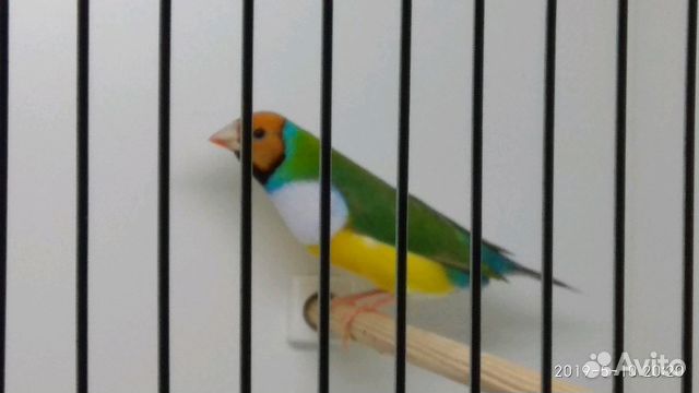 Амадинов Гульда