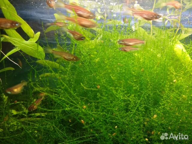 Аквариумные растения