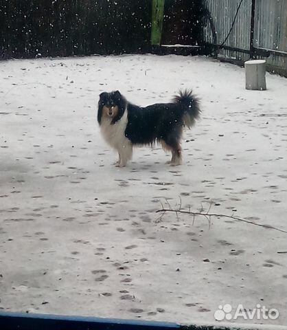 Продаю щенят колли