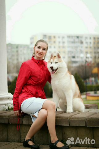 Щенки хаски из питомника