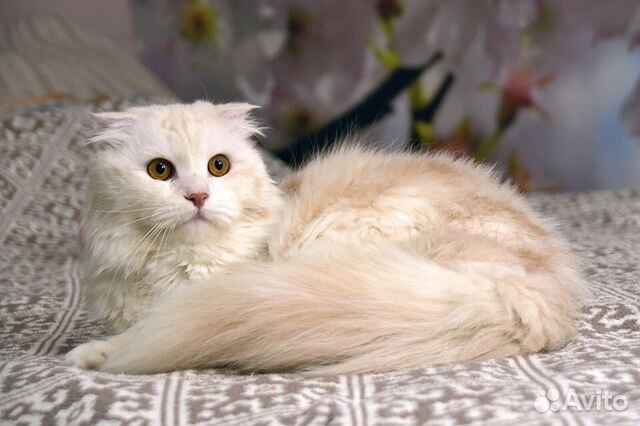 Ищем родителей