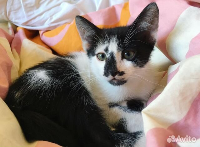 Котёнок кот Мурзик, 3 месяца