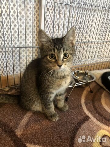 Котенок девочка 2 мес