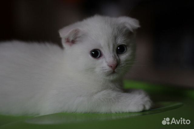 Белоснежные голубоглазые шотландские котята 2мес