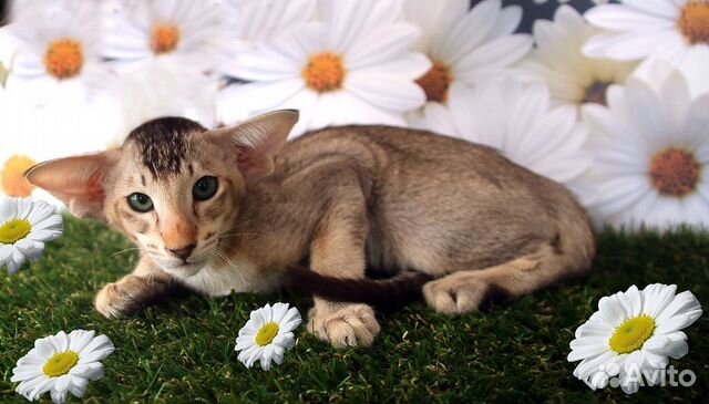 Ориентальный мальчик