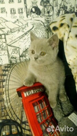 Шотландские малыши