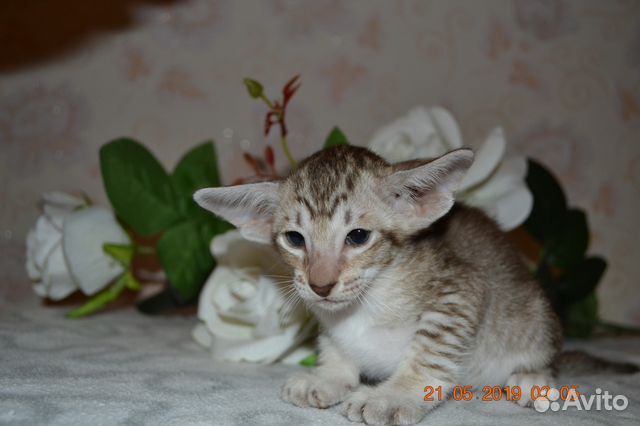 Изумительная красотка ориентальной породы