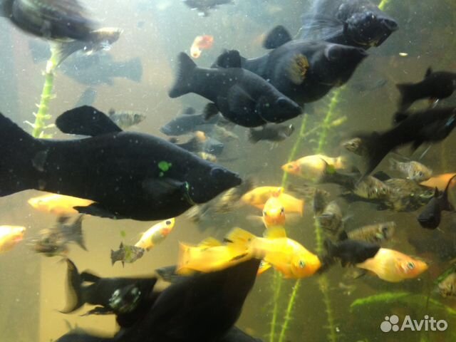 Моллинезии чёрные, моллинезии апельсинки, наннакар