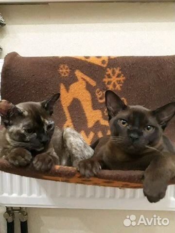 Яркая бурма девочка и мальчик соболь