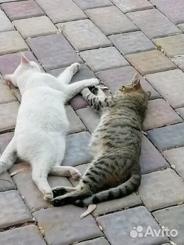 Кошечка и котик примерно 3-4 мес