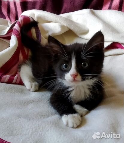 Ласковый Котенок-мальчик в дар 1,5 мес