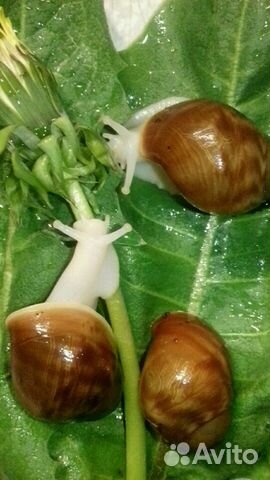 Улитки Archachatina puylaerti