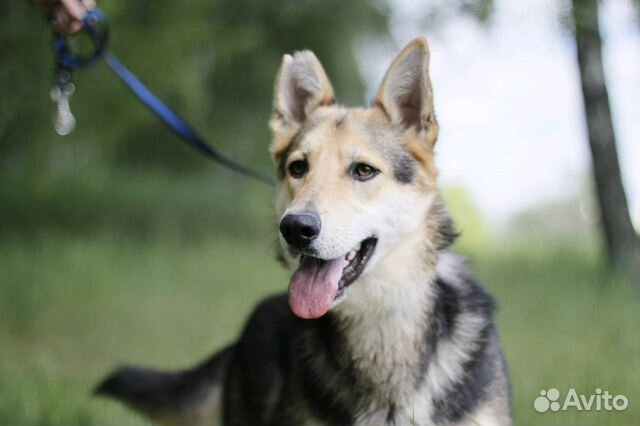 Балто пёс охранник