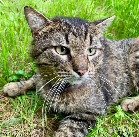 Очень ласковый котик в дар