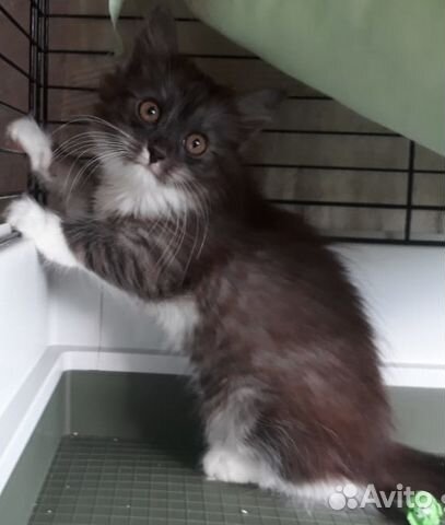 Котенка отдаю