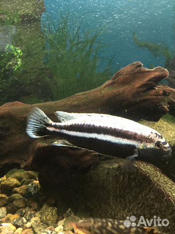Крупный цихлил