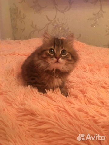 Котенок британец