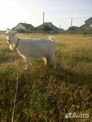 Продам козу скоро родит