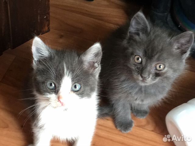 Бесплатно котята