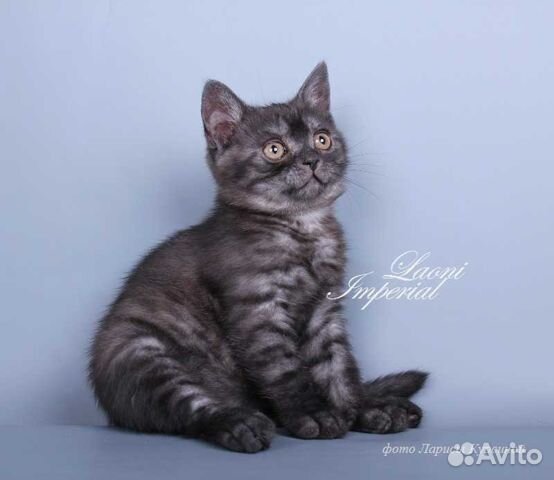 Британский мраморный мальчик