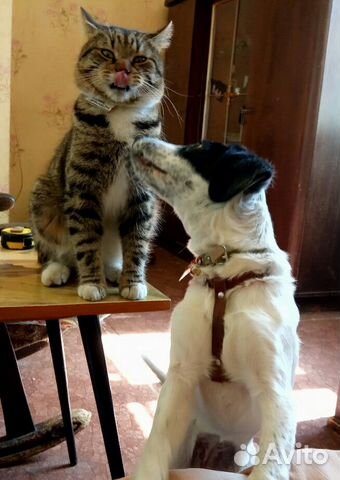 Гоадкошерстный фокстерьер