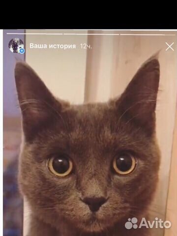 Котик 8-9 месяцев