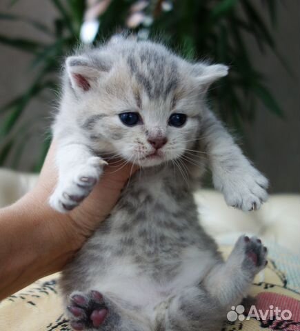 Котята шотландские британские