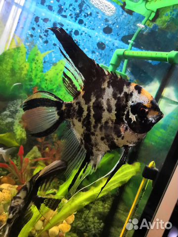 Мраморная скалярия