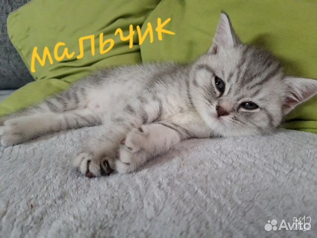 Милые котейки