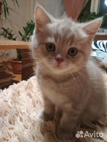 Котята британской породы