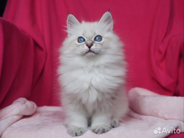 Милая невская маскарадная кошечка из питомника