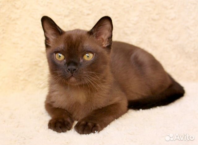 Котенок Американской бурмы