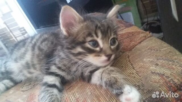 Котенок Вася