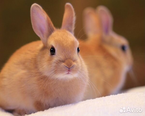Декоративные кролики