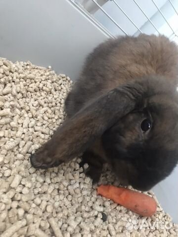 Кролик породы «баран»