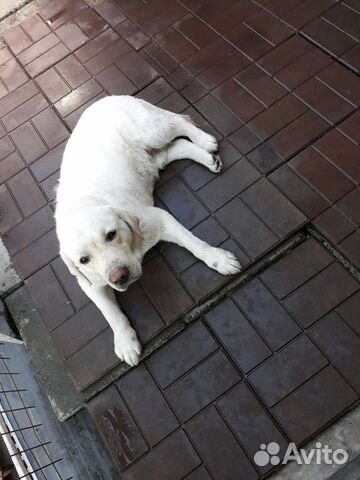 Лабрадор мальчик 3,5г ищет семью