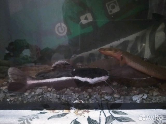 Сом краснохвостый/оринокский