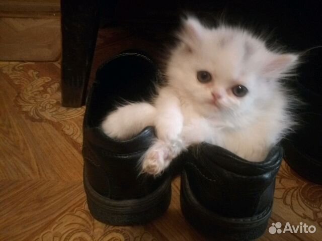 Котенок, девочка, метис экзота с ангорой