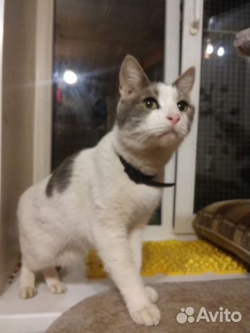 В добрые руки