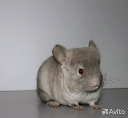Шиншиилы